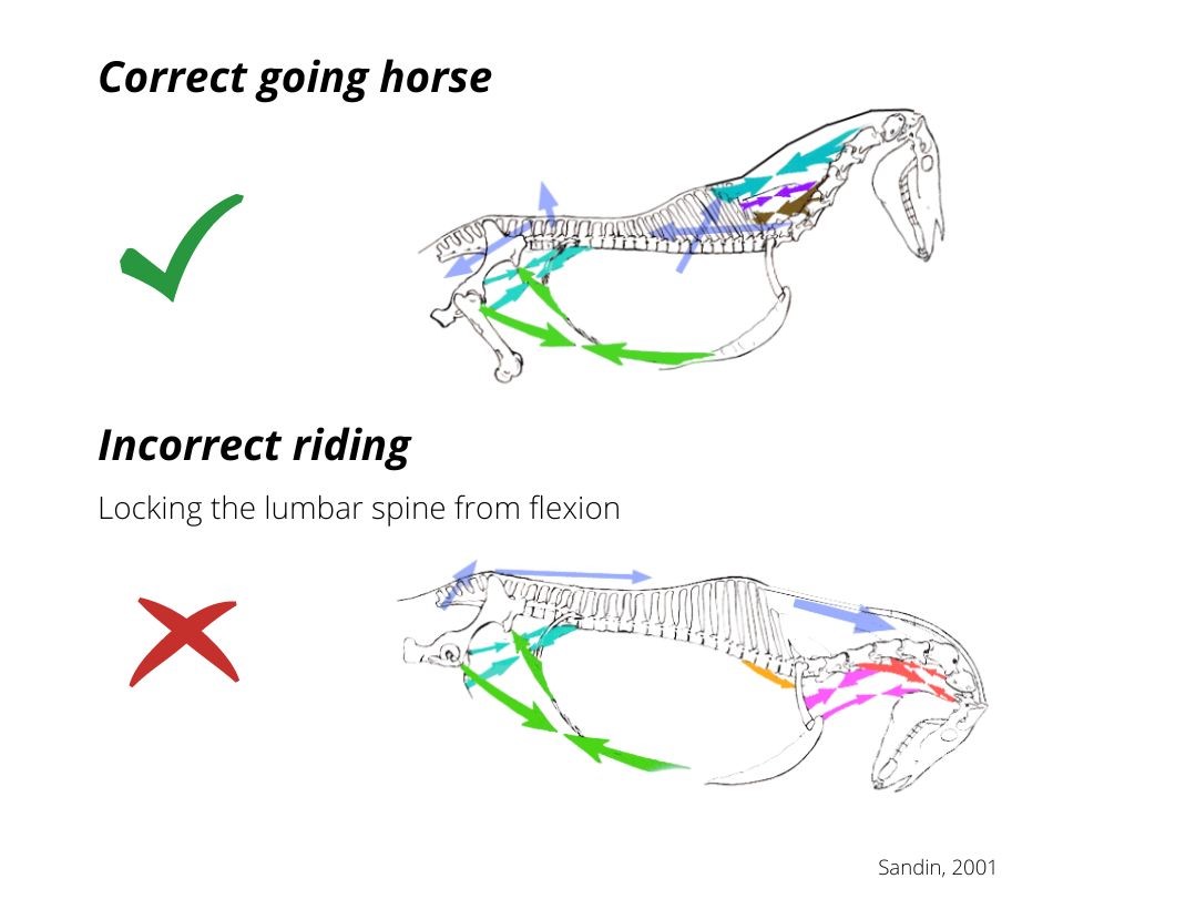 4 Signs of Incorrect Riding #4 Injuries – RS RIDING Dressage Training ...