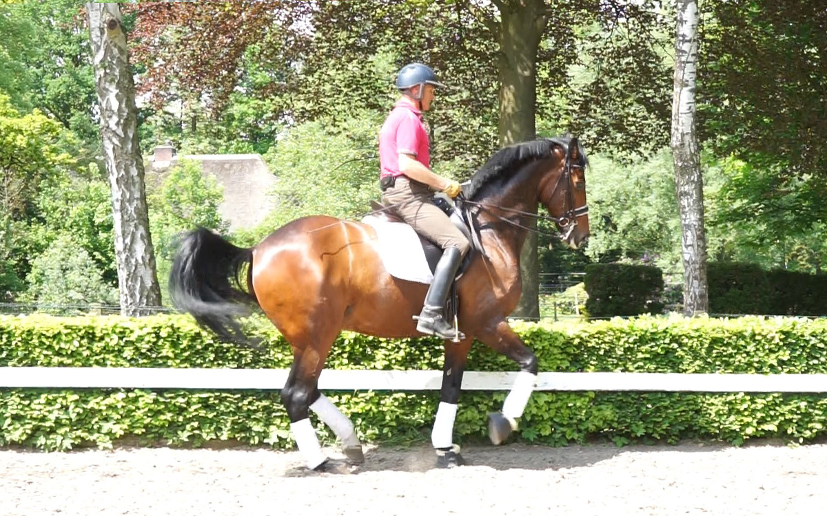 8 signals you’re not riding your horse from back to front – RS RIDING ...